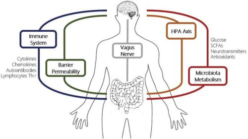The Gut-Brain Axis – Jodi Allen Nutrition